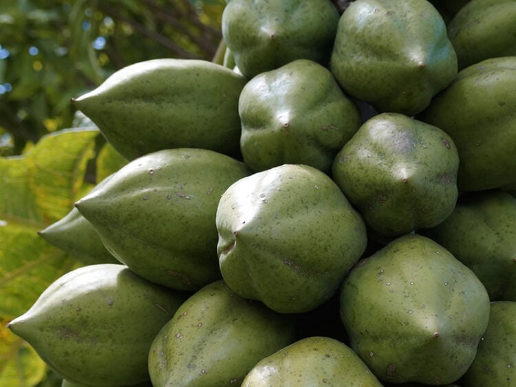 20+ Best Peruvian Fruits You Should Not Neglect