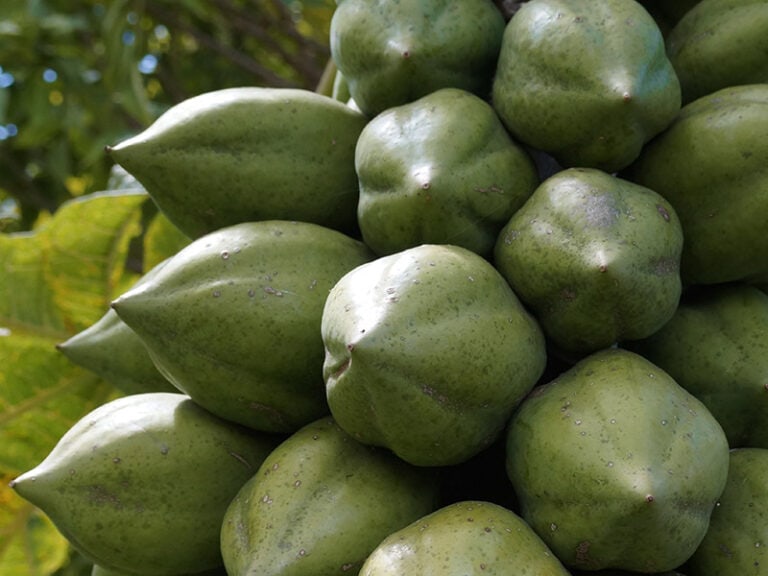 20+ Best Peruvian Fruits You Should Not Neglect