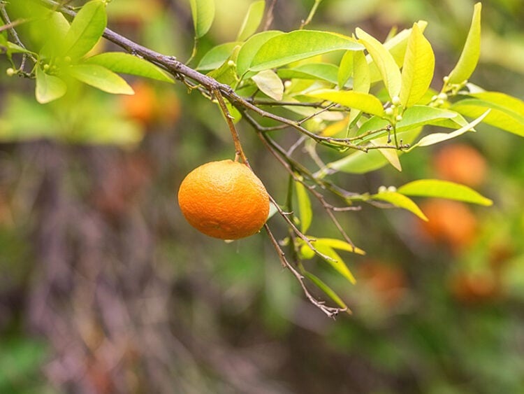 29+ Exotic Jamaican Fruits to Enliven Your Taste Buds