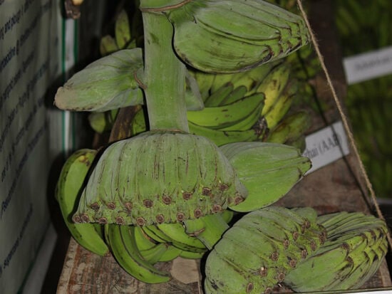 19 Different Types Of Bananas: A Complete Introduction 2023