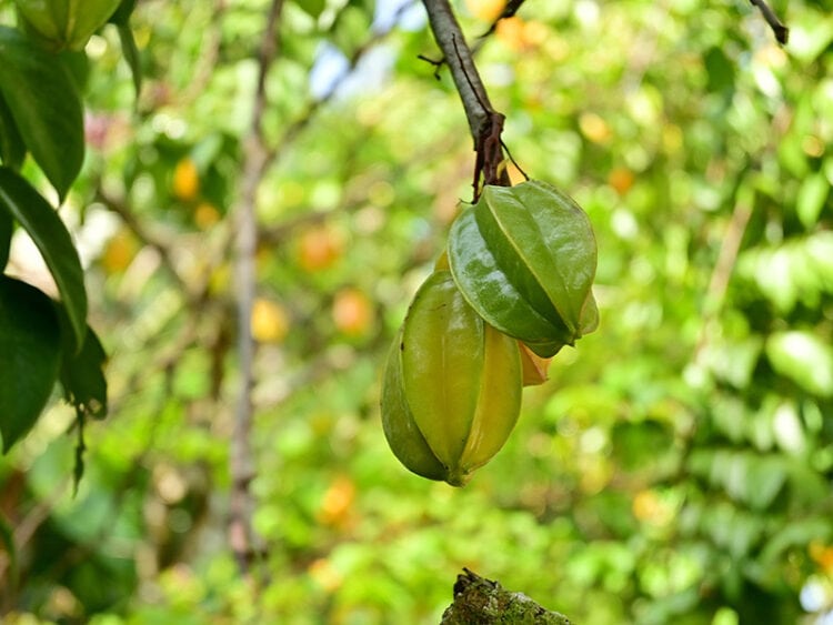 20+ Exotic Indonesian Fruits to Discover