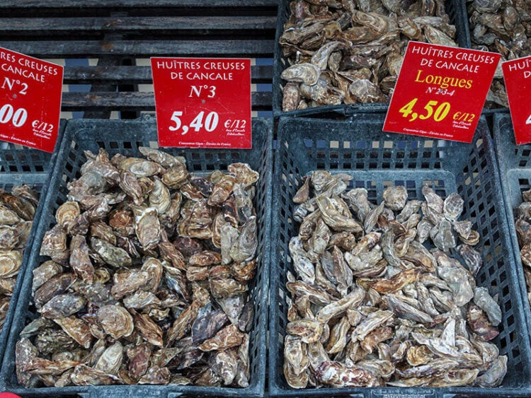 14 Fascinating Oyster Varieties and Facts