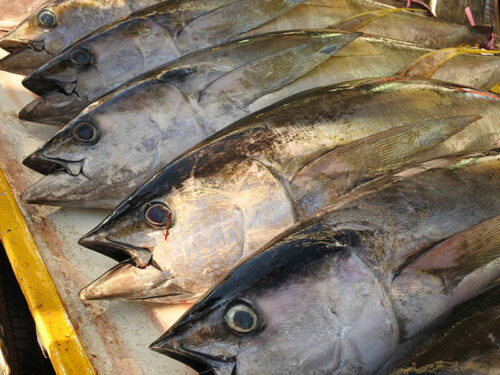 16 Different Varieties of Tuna to Explore