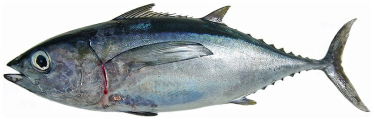 16 Different Varieties of Tuna to Explore