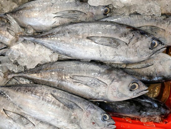 16 Different Varieties of Tuna to Explore