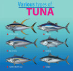 16 Different Varieties of Tuna to Explore