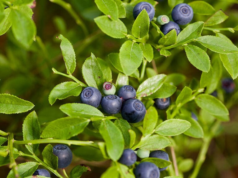 21 Blue Fruits in Global Cuisine