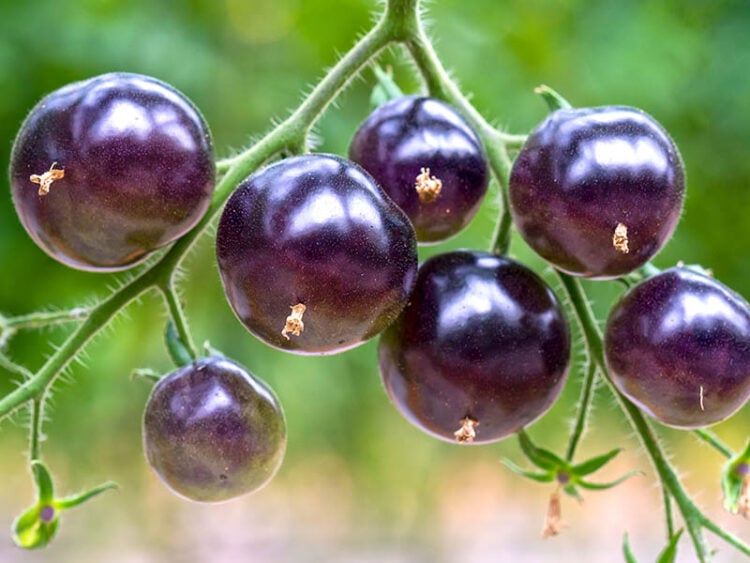 Must-Try Black Fruits in World Dishes