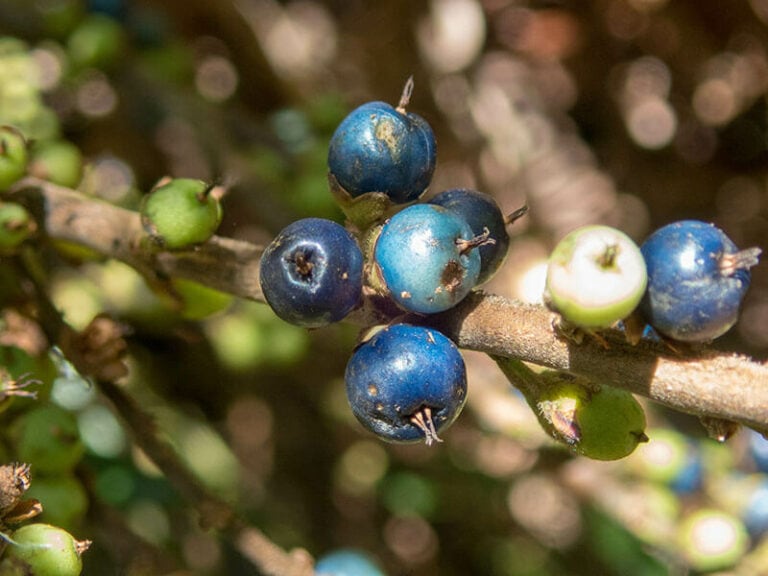 21 Blue Fruits in Global Cuisine
