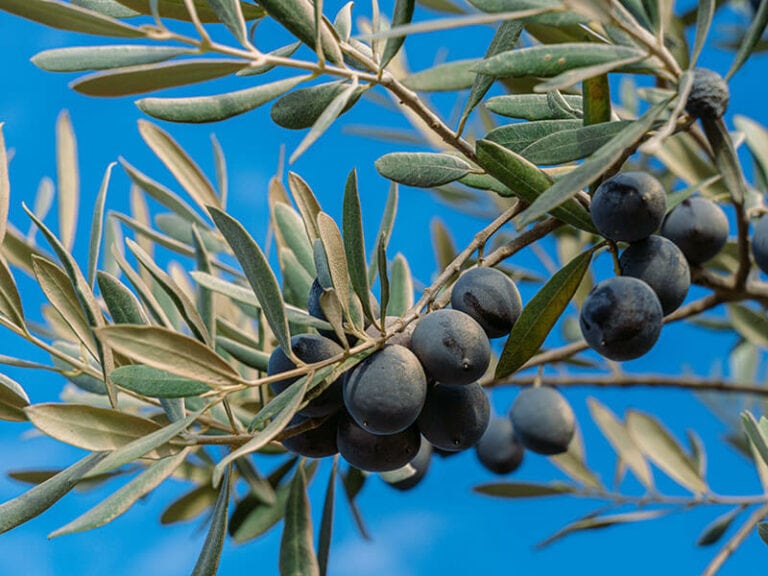 21 Blue Fruits in Global Cuisine