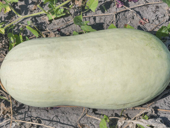 Discover the Top 10 Gray Fruits Worldwide