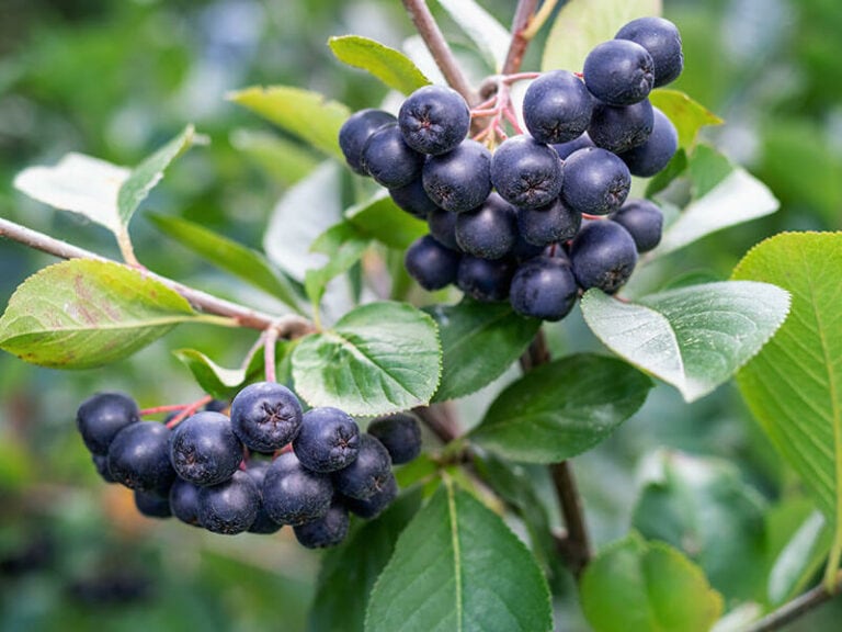 21 Blue Fruits in Global Cuisine
