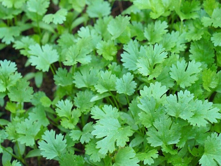 Explore 10+ Varieties of Cilantro