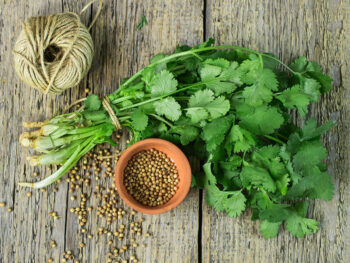 Explore 10+ Varieties of Cilantro