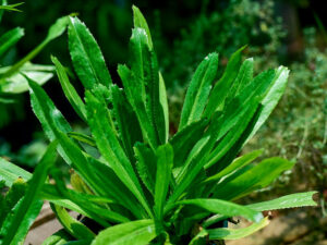 10+ Different Types Of Cilantro To Explore In 2022