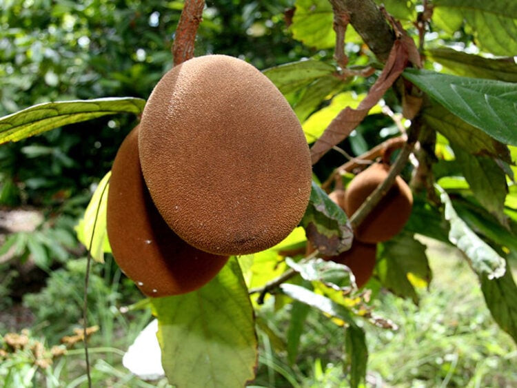 22 Exotic Brown Fruits You May Not Know 2023