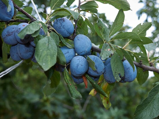 21 Blue Fruits in Global Cuisine