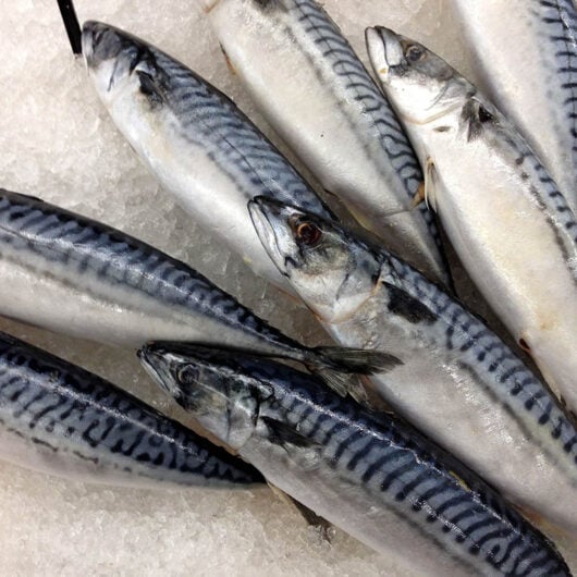 Top 24 Gray Foods Making Waves in 2024