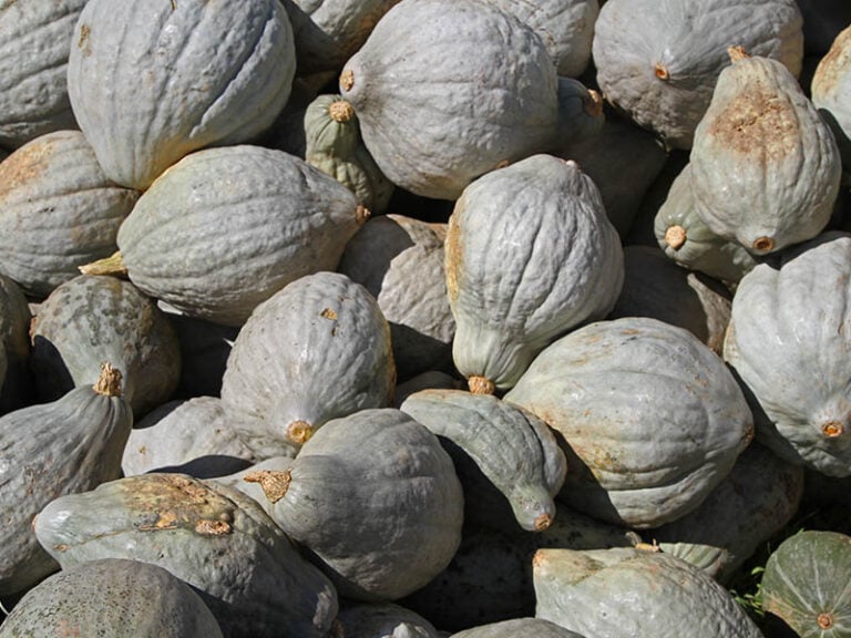 Discover the Top 10 Gray Fruits Worldwide