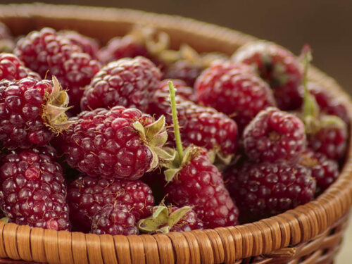 Top 20 Hybrid Fruits and Vegetables