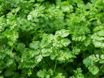 10+ Different Types Of Cilantro To Explore In 2022