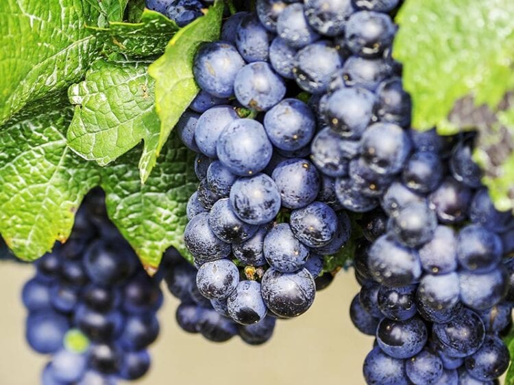 16 Z-Starting Fruits to Discover