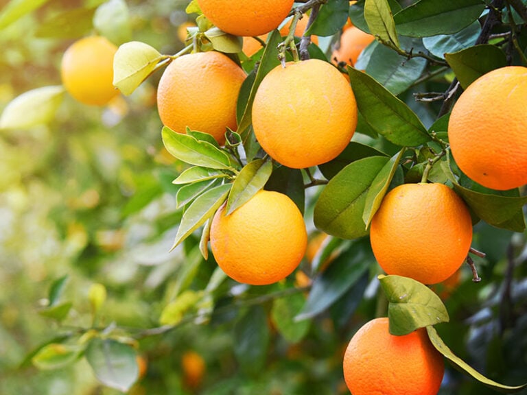Ultimate List of 20 Orange Fruits