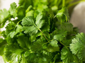 Explore 10+ Varieties of Cilantro