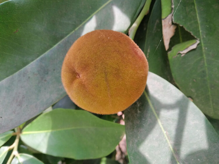 16 Fascinating Fruits That Start With V: A Complete Guide