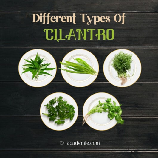 Explore 10+ Varieties of Cilantro