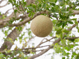 Discover the Top 10 Gray Fruits Worldwide