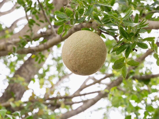 Discover the Top 10 Gray Fruits Worldwide