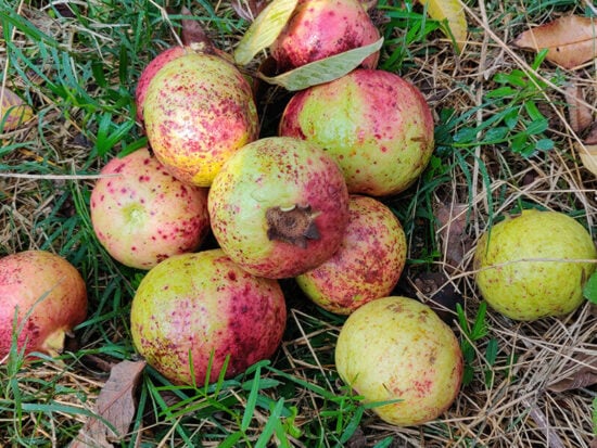 26 Different Types of Guava You May Not Know 2023