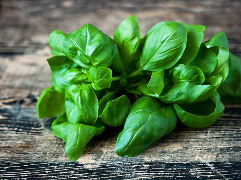 20 Essential Garnish Types to Elevate Your Dishes