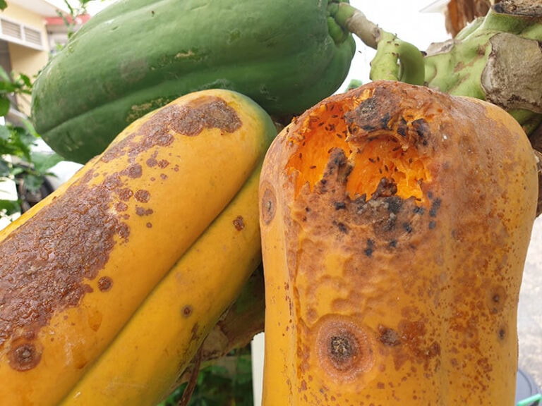 Ripeness Guide: How to Tell If a Papaya Is Ripe