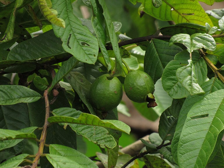 26 Different Types of Guava You May Not Know 2023