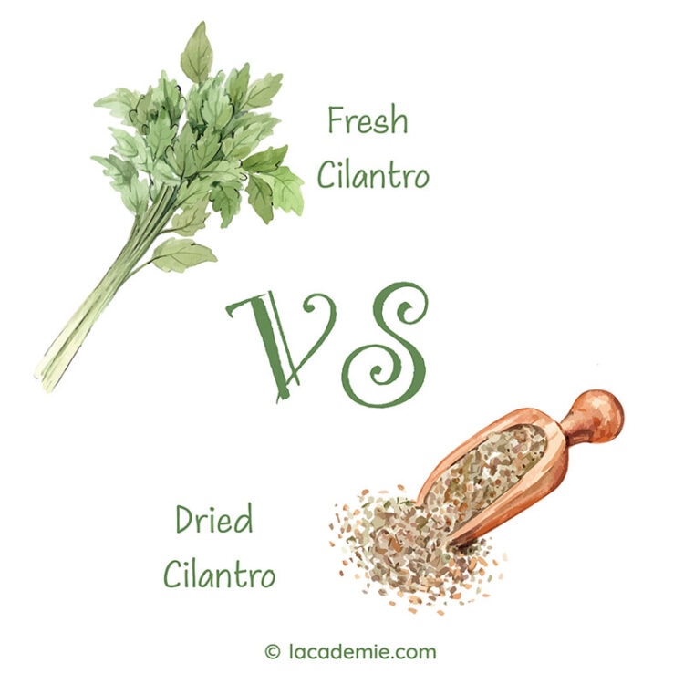 Comparing Dried and Fresh Cilantro: Different Uses