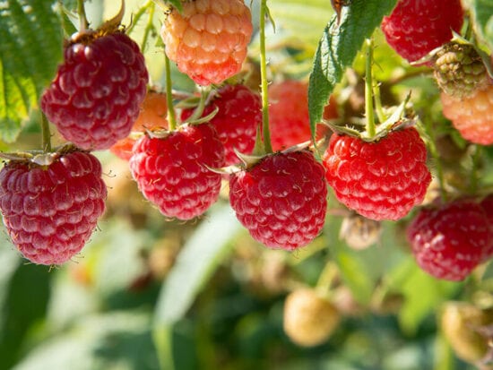 When Are Raspberries In Season - How To Pick The Best 2023