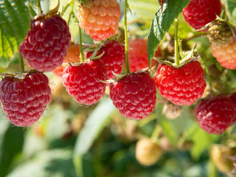 When Are Raspberries In Season - How To Pick The Best 2023