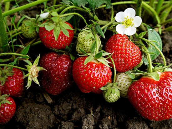 Raspberries vs. Strawberries: A 2024 Berry Comparison Guide