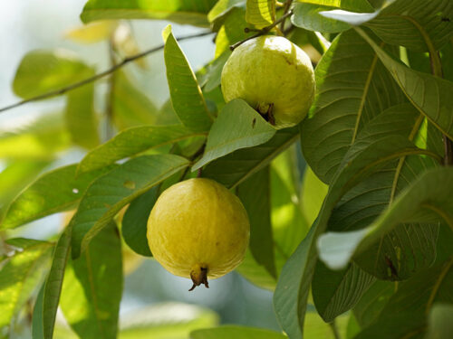 Guava vs. Guayaba vs. Guanabana: Fruit Comparison
