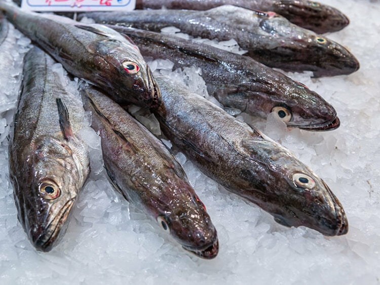 26 Delicious Fish Types to Enjoy