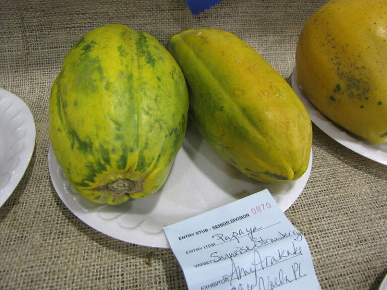 16 Unique Types of Papaya You Must Try in 2024