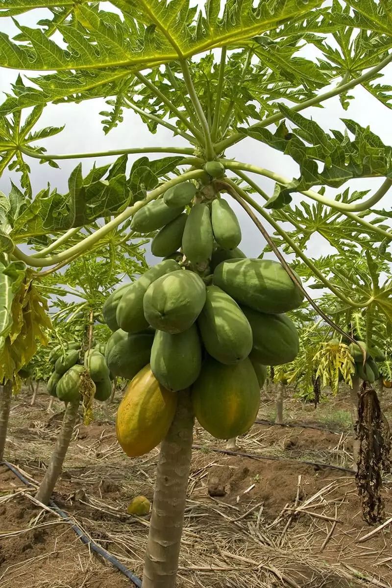 16 Different Types Of Papaya You Should Savor 2023