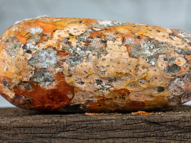 Does Papaya Go Bad? How Long Does It Last? 2023