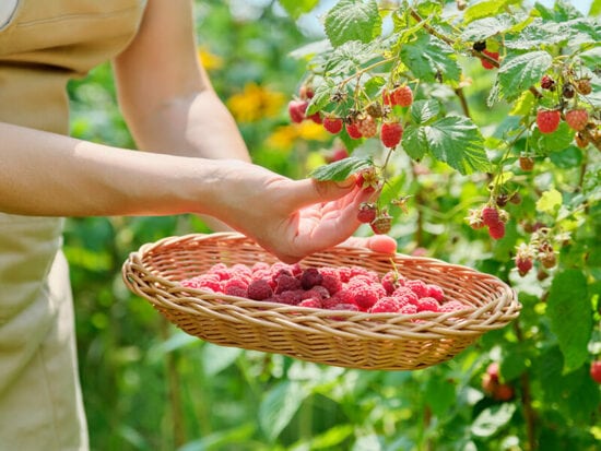 When Are Raspberries In Season - How To Pick The Best 2023