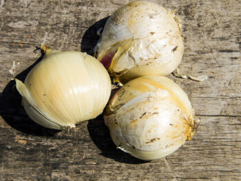 13 Different Types of Garlic: A Comprehensive Guide
