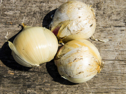 13 Different Types of Garlic: A Comprehensive Guide