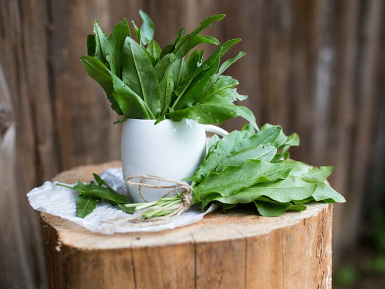 20 Essential Garnish Types to Elevate Your Dishes