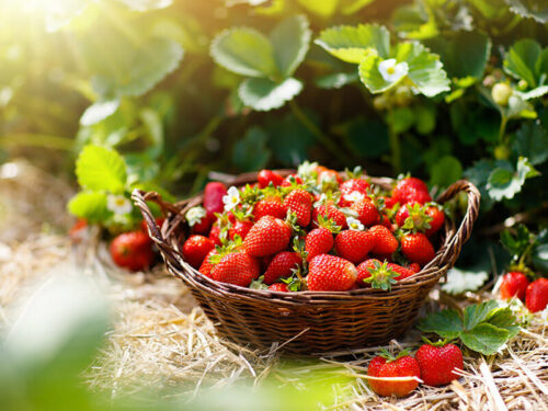 How To Ripen Strawberries: A Concise Guide In 2022!
